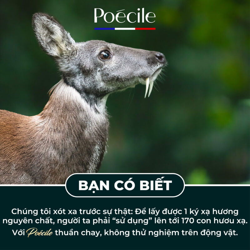 Xu Hướng Nước Hoa Thuần Chay Trong Thế Giới Hiện Đại - Poécile